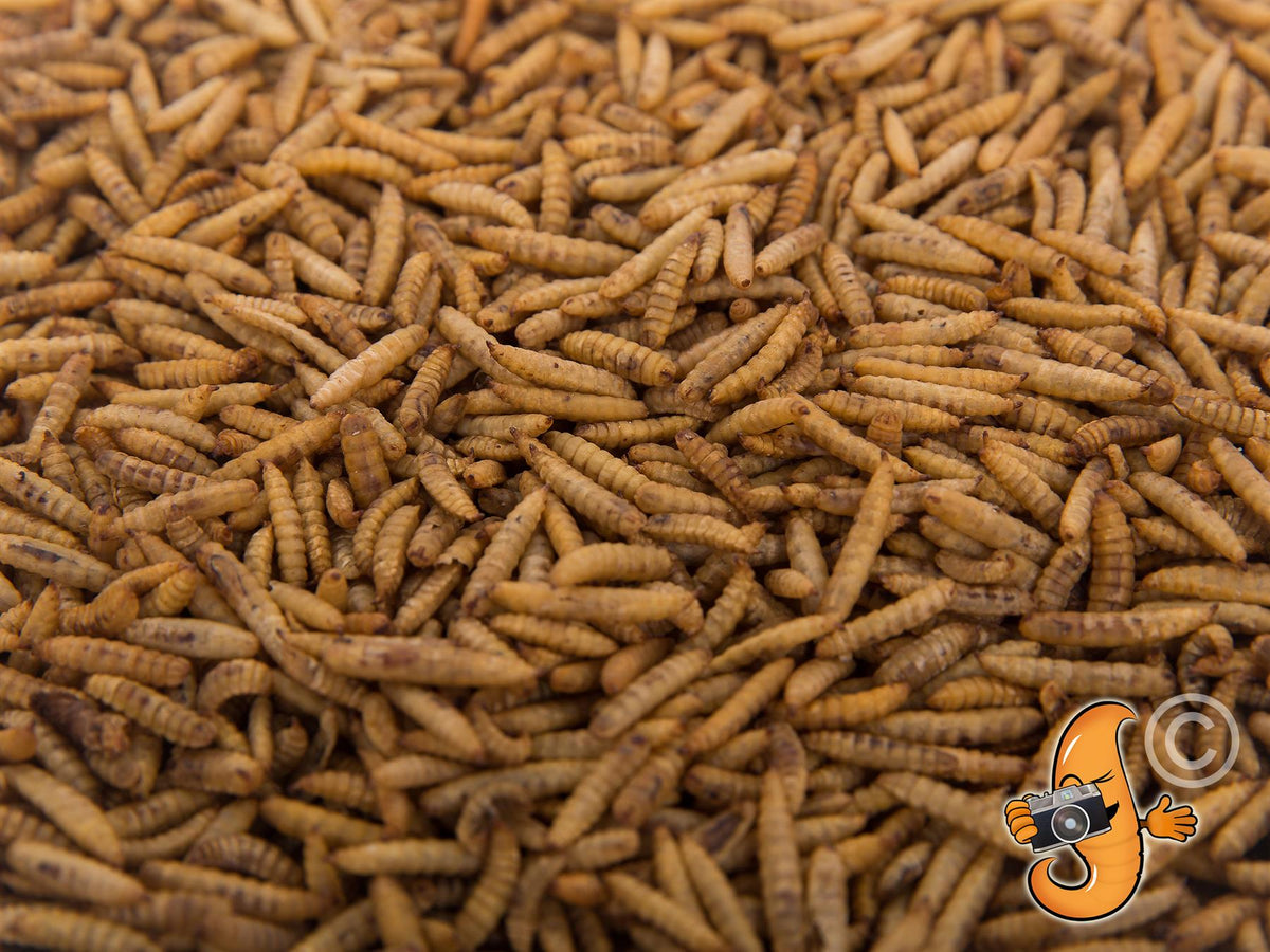 5Lb Canadian Grown Chubby Dried Black Soldier Fly Larvae – Chubby ...